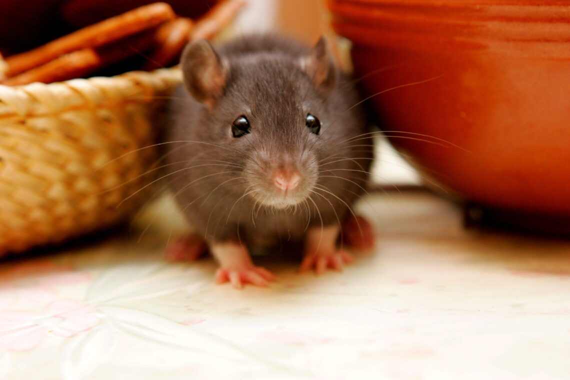 How To Get Rid of Mice in the Walls